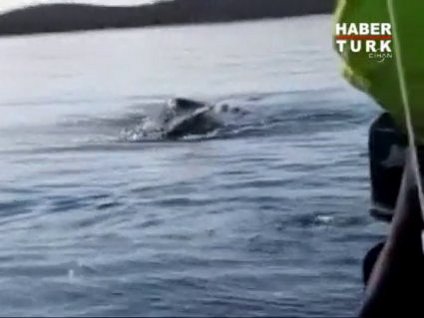 Dev balina ile korkutan temas! | Video