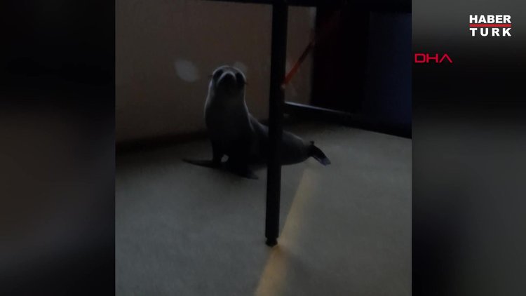 Yeni Zelanda’da evine fok balığı giren Ross: Sanırım kedimiz ‘Coco ...