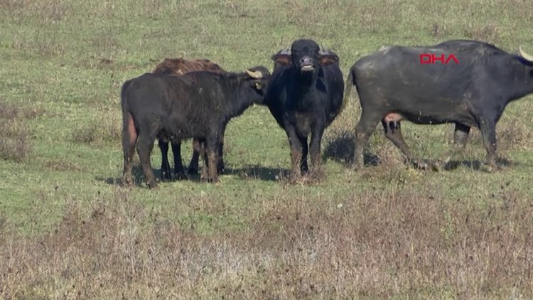Merada otlayan mandayı tüfekle alnından vurdular | Video