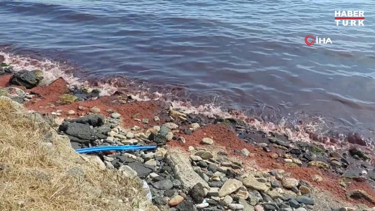 Marmara Denizi'nin Tekirdağ kıyıları kırmızı yosunla kaplandı | Video