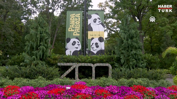 51 yıllık "panda diplomasisi" sona eriyor | Video