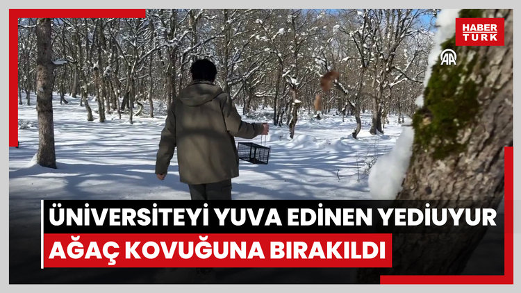 Üniversite binasını yuva edinen yediuyur, kış uykusu için ağaç kovuğuna ...