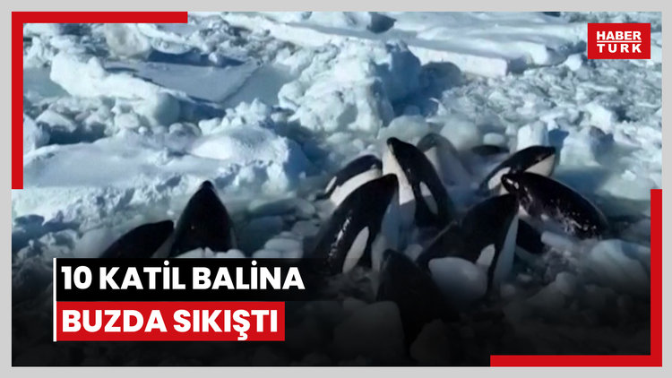 10 katil balina buzda sıkıştı | Video