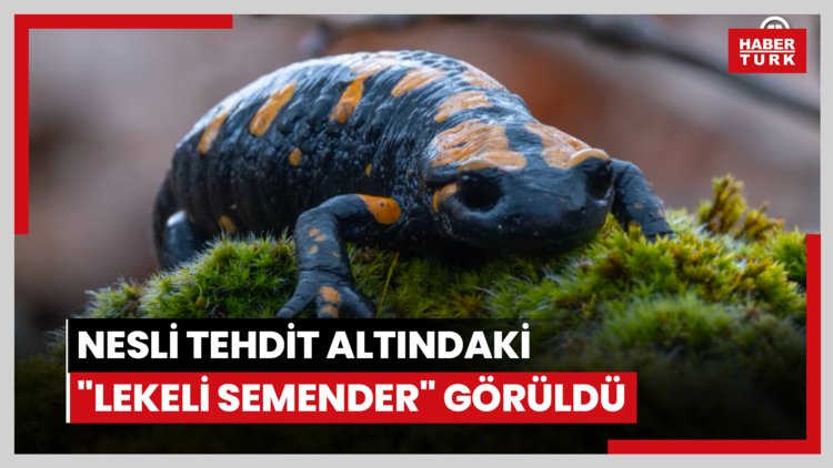 Nesli tehdit altındaki "lekeli semender" görüldü | Video