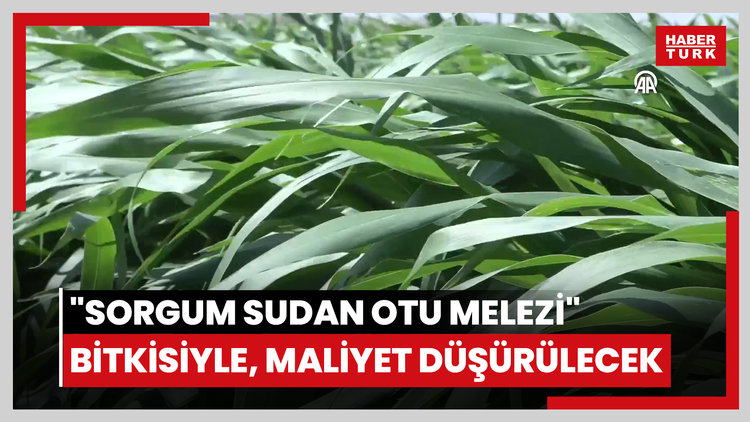 "Sorgum sudan otu melezi" bitkisiyle hayvancılıkta yem maliyeti ...