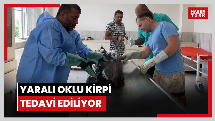 Doğada baygın halde bulunan yaralı oklu kirpi tedavi ediliyor | Video