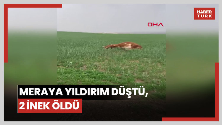 Meraya yıldırım düştü, 2 inek öldü | Video