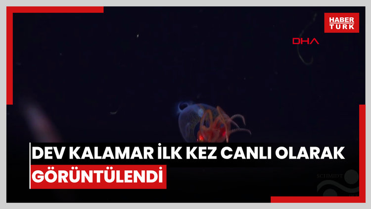 Dev kalamar ilk kez canlı olarak görüntülendi | Video